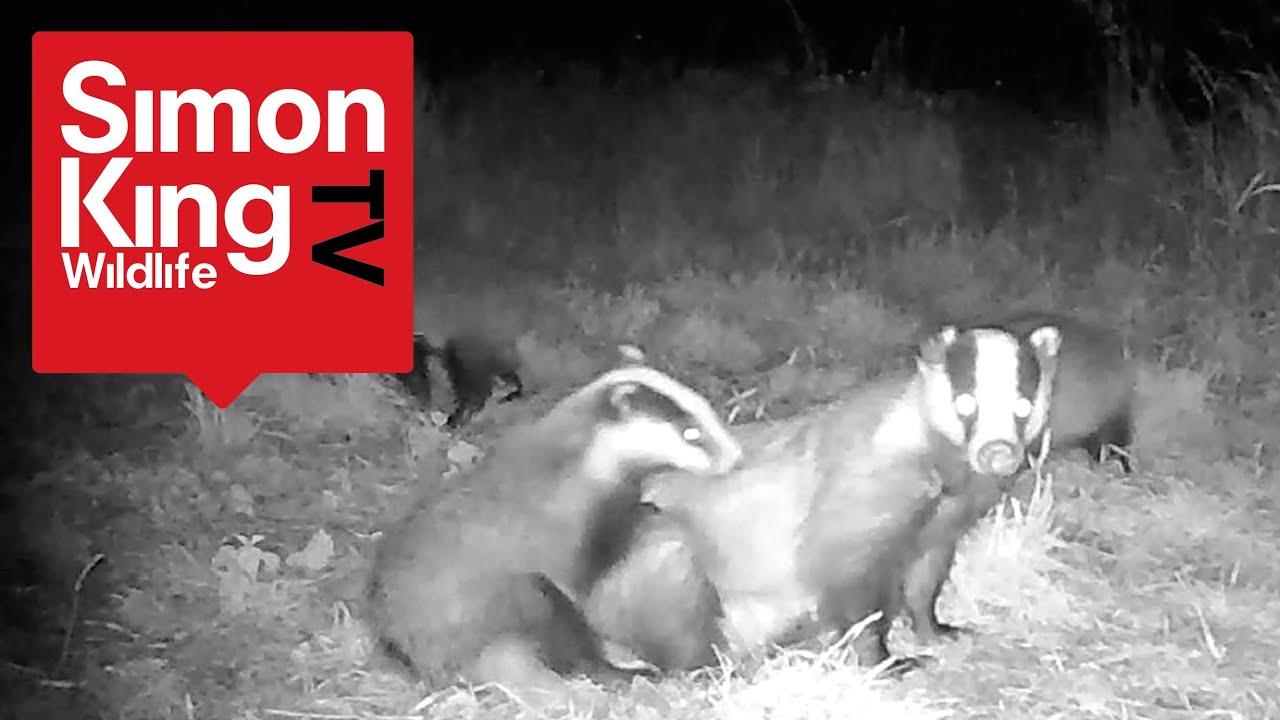 Badger Cubs and Their Mother - Lovely Playful Scenes - YouTube