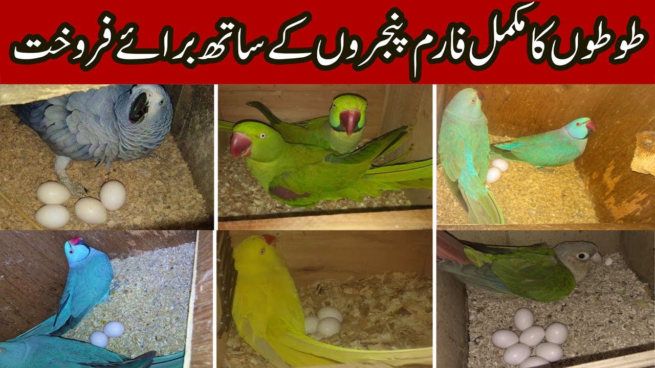 Sun conure , Yellow Ringneck, Alexandrine Parrots Breeding Farm Kashmir ...
