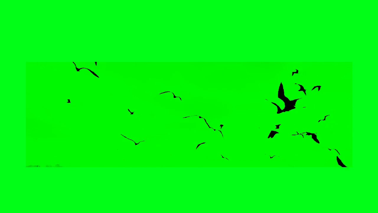 Crow green screen - YouTube