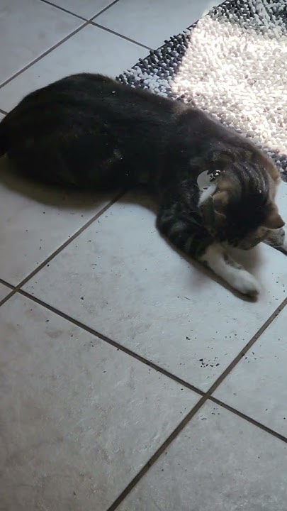 this is going to get all over my bed probably. #catnip #cats - YouTube