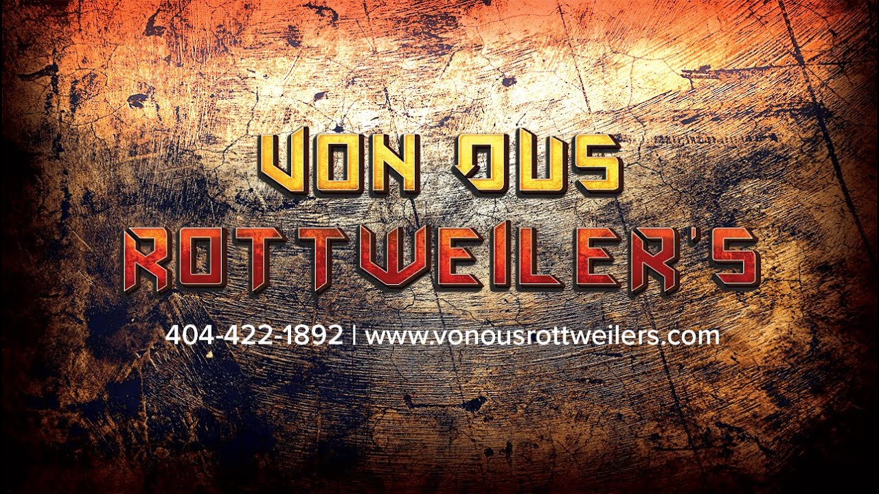 New Liter of Von Ous Rottweiler Puppies for Sale - YouTube