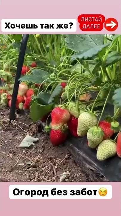 Укрывное полотно Спанбонд черный 60гр 25м Ткань от сорняков укрывная ...