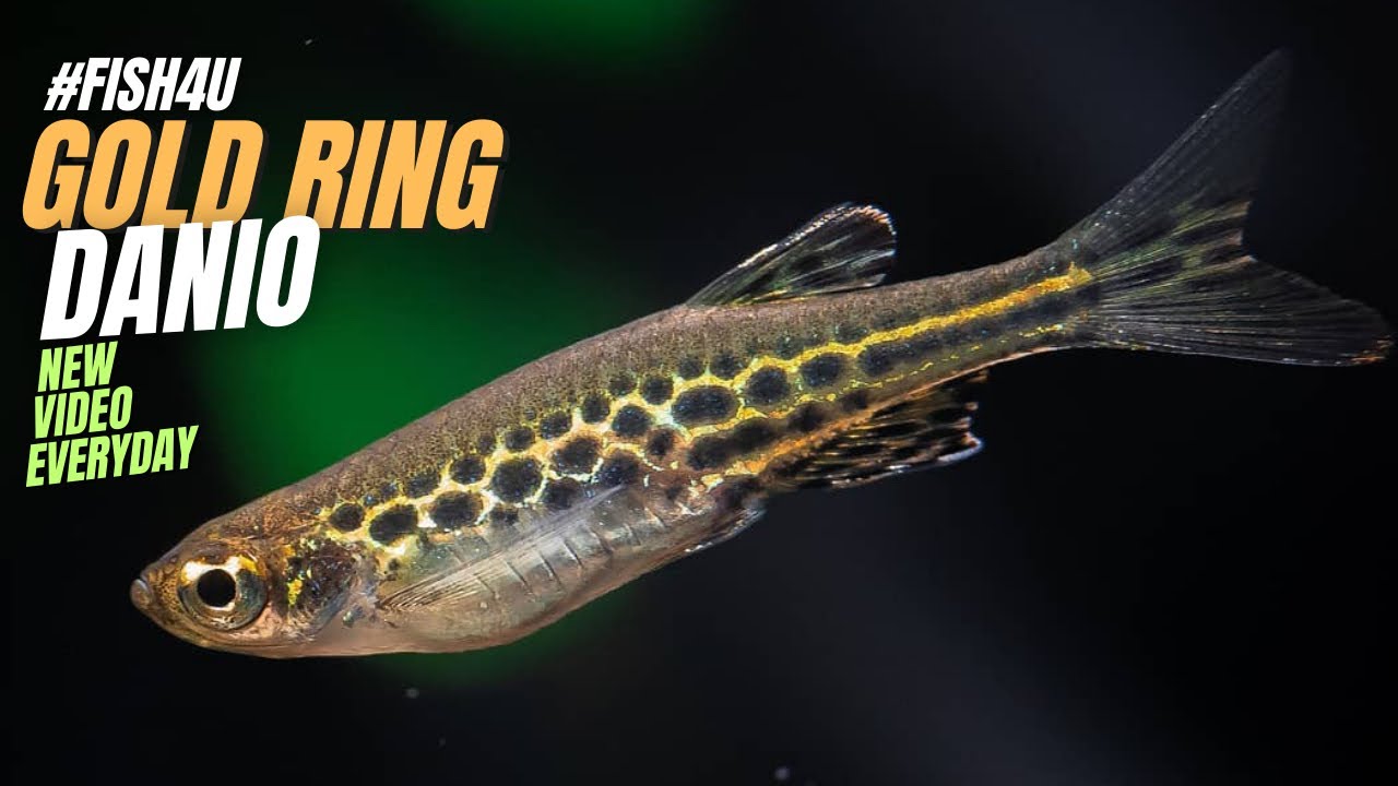 Gold Ring Danio | Mesmerizing Zebra Danio cousin ! 🐠 | #FISH4U" - YouTube