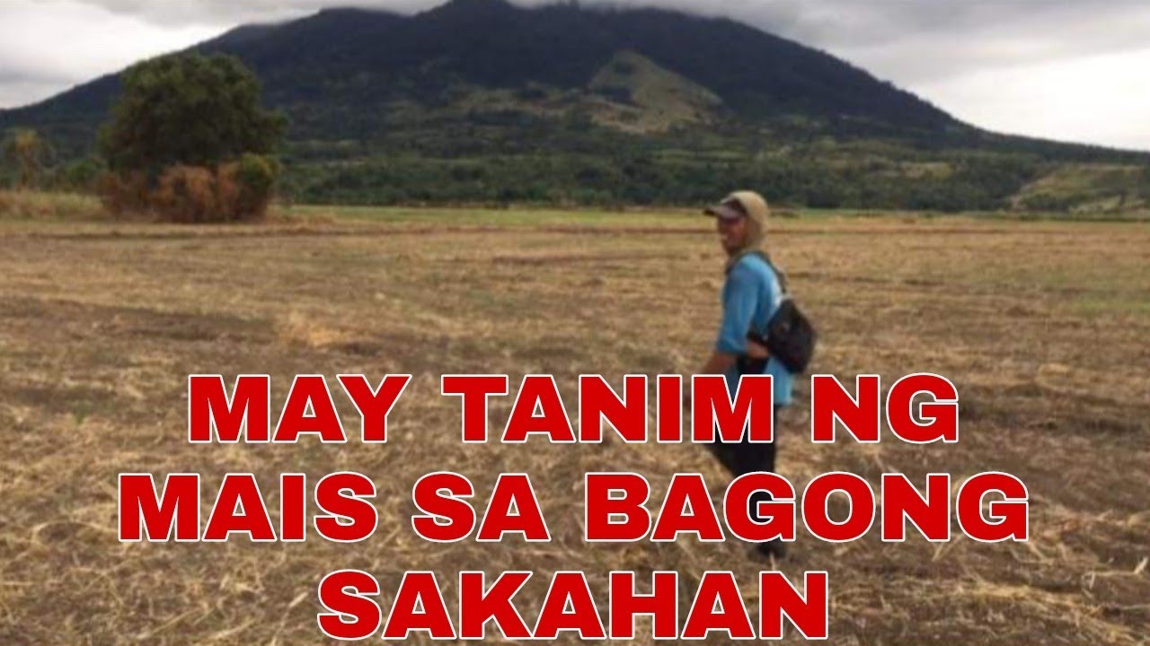 MAY TANIM NG MAIS - YouTube