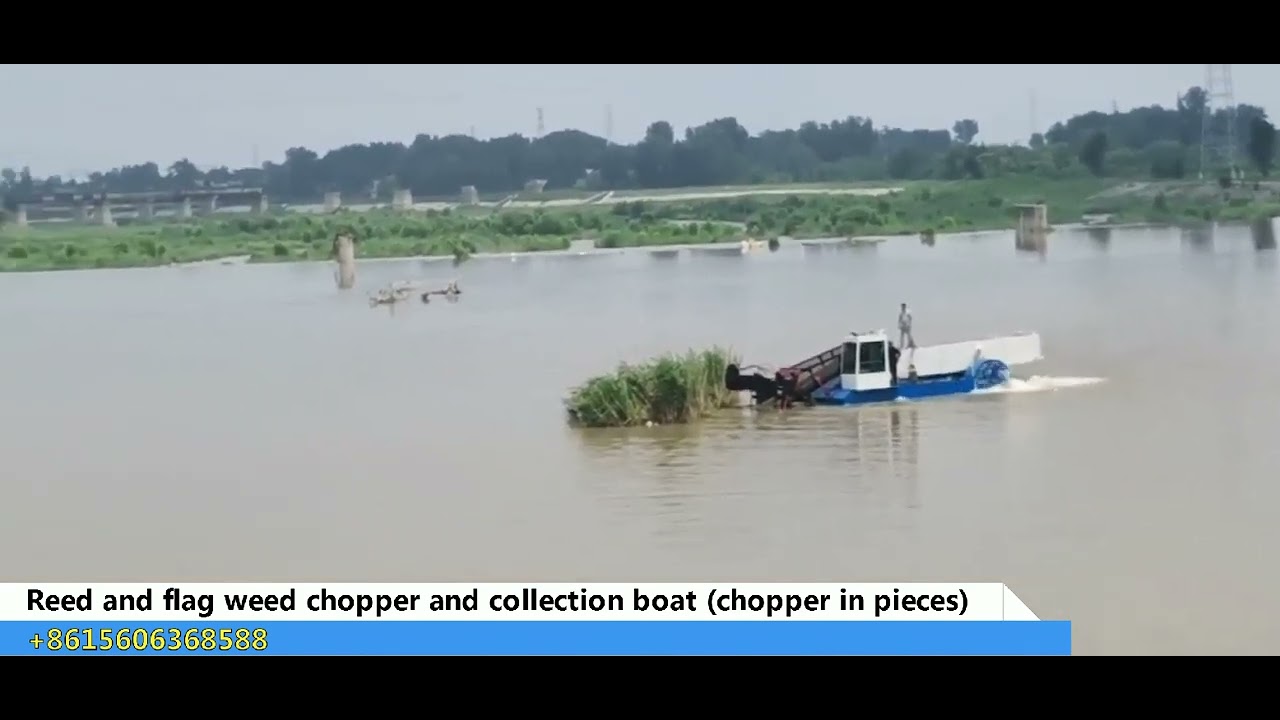 Reed harvester with chopper - YouTube