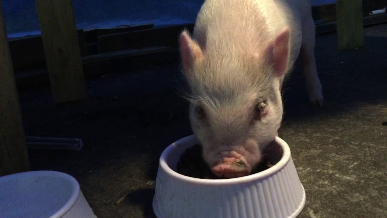Funny Pot Belly Pig Video - YouTube