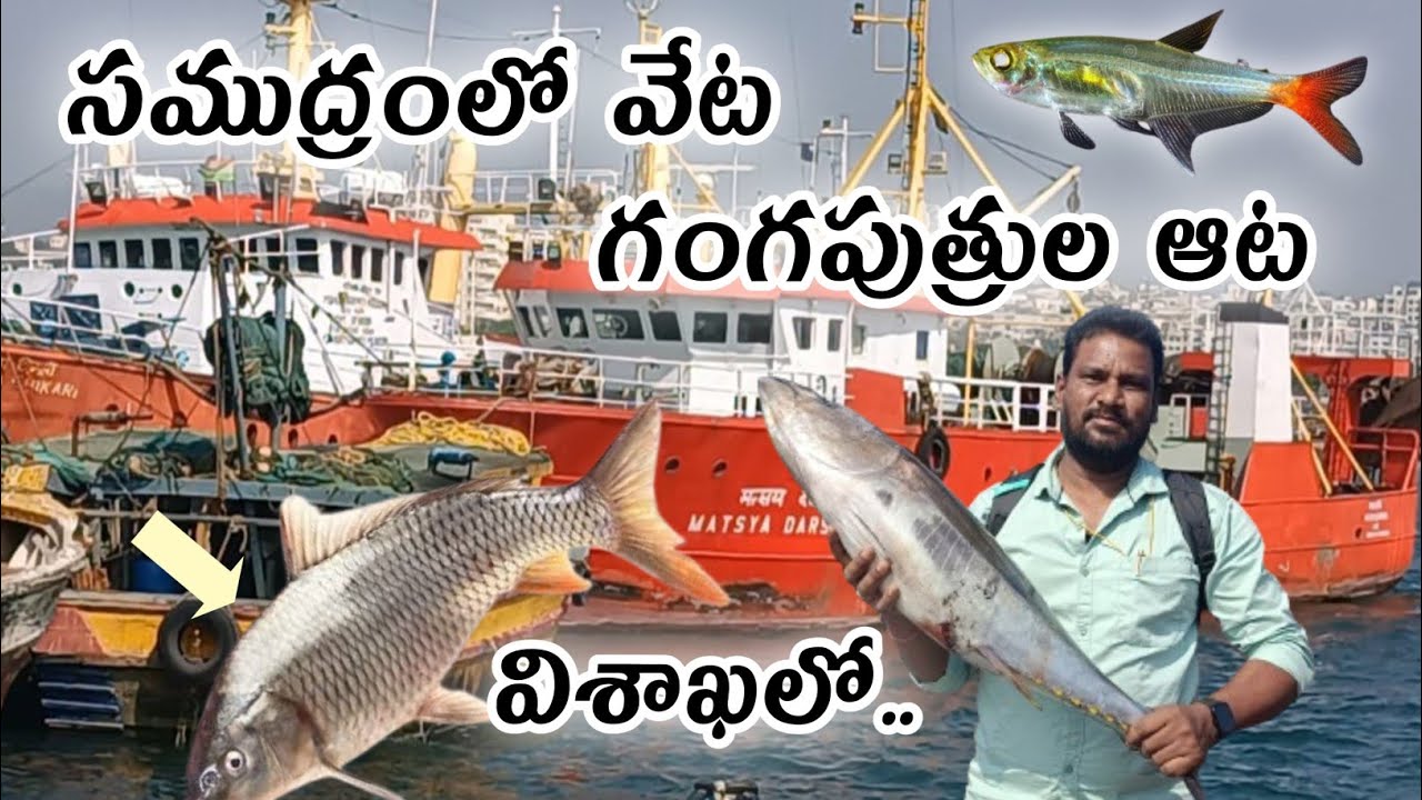 This is what we got to know when we visited fish harber - YouTube