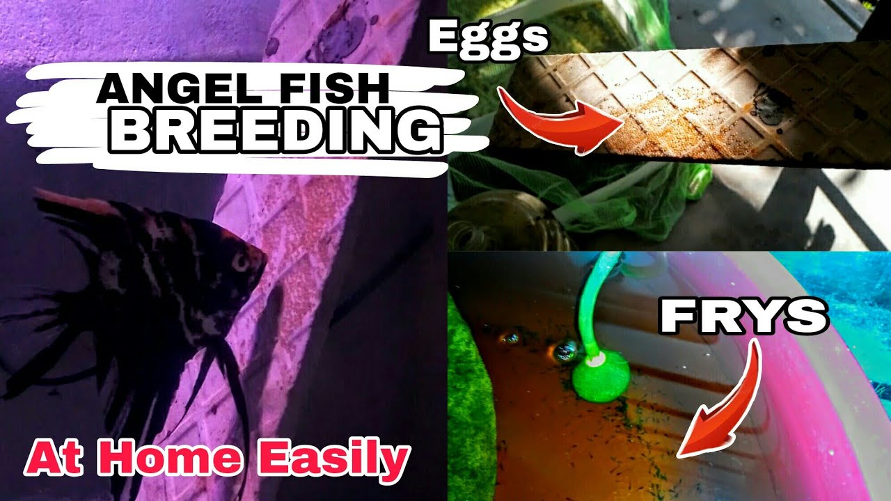 Angel Fish Breeding | At Home Easily | Aathi aqua vlog - YouTube