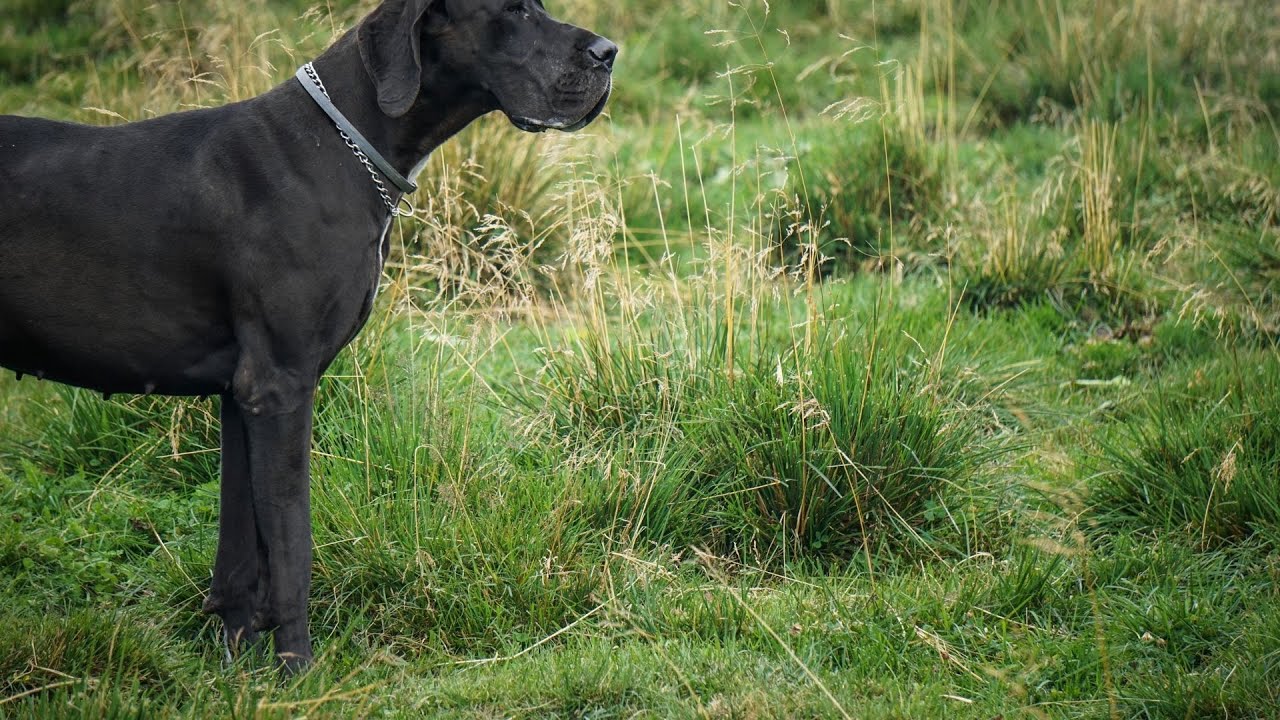 Great Dane Halloween Costumes Finding the Perfect Outfit for Your Furry ...