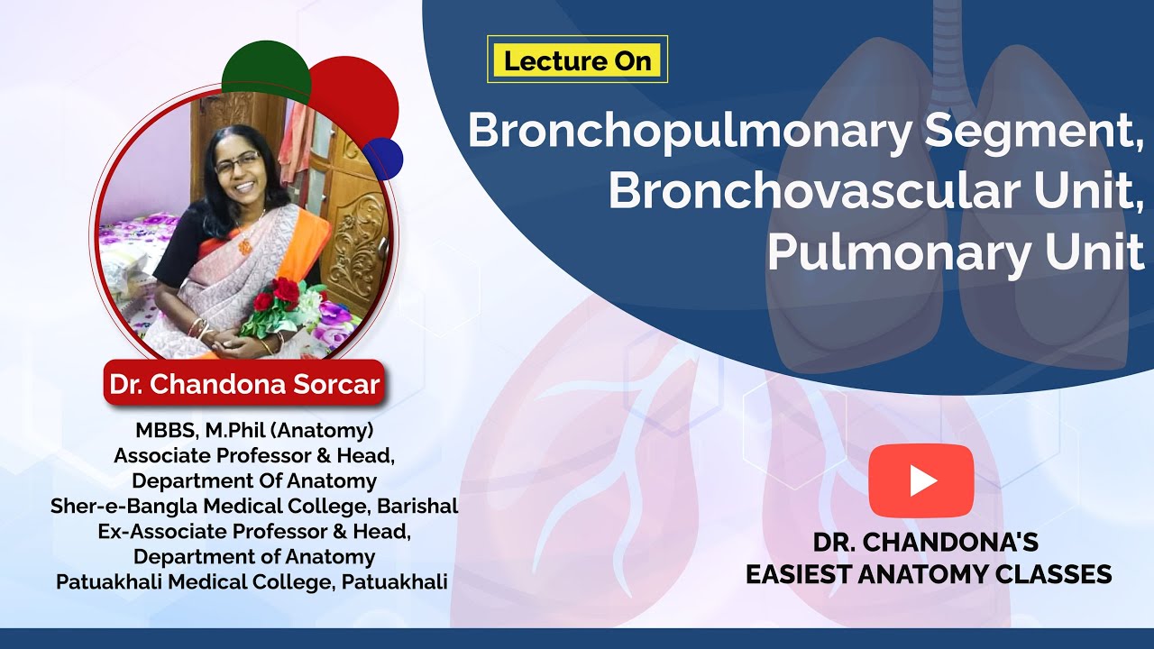 Lecture On Bronchopulmonary Segment, Bronchovascular unit And Pulmonary ...