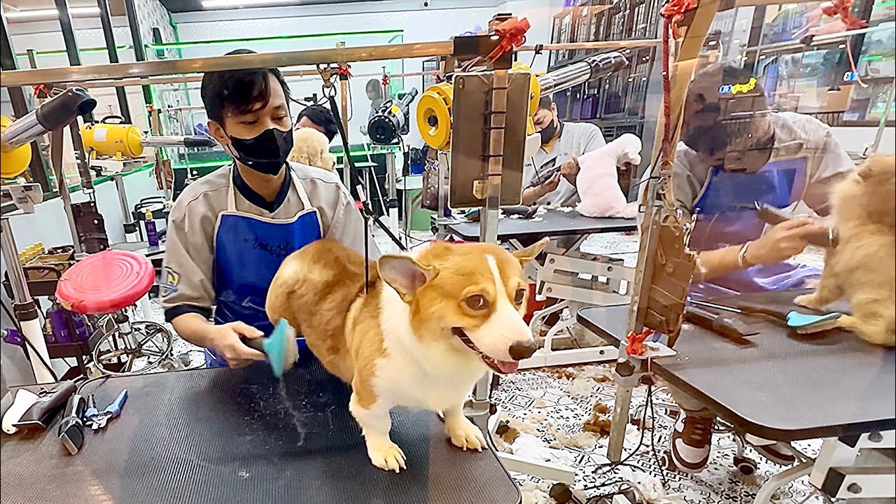 PETS POINT Walk arounds Tour Review @ Level 3A Mall Gajah Mada Plaza Central Jakarta Indonesia ...