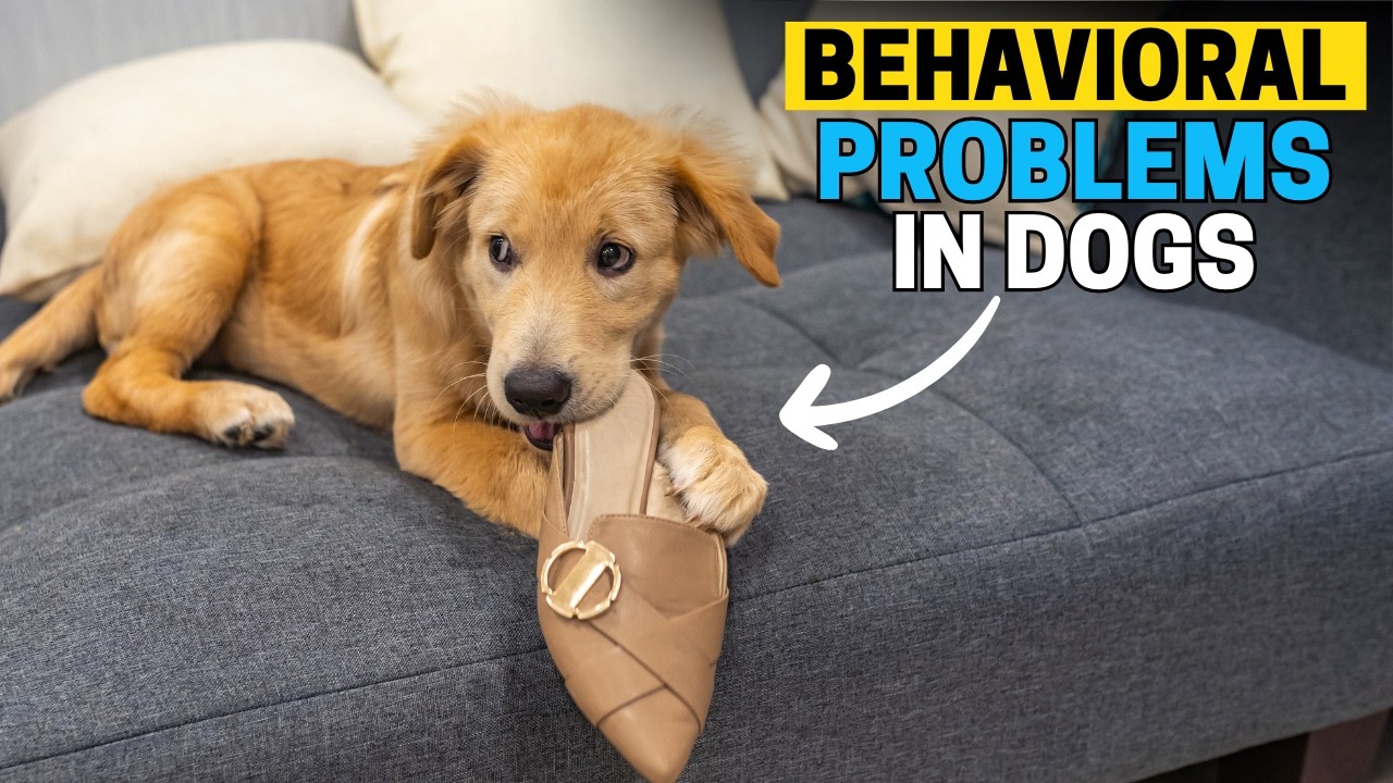 7 Common Behavioral Problems in Dogs and How to Deal with Them - YouTube