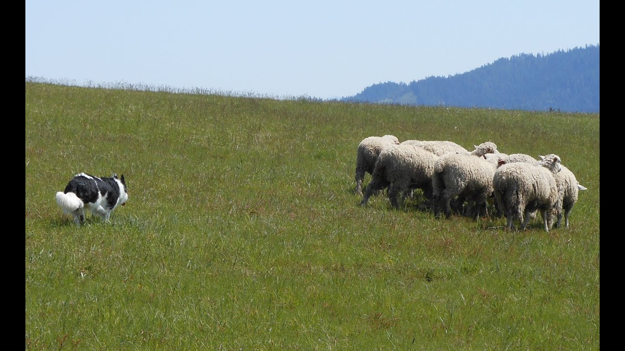 How to Drive Sheep Demo -- Part 1 (Intro) -- Push Stock -- Border ...
