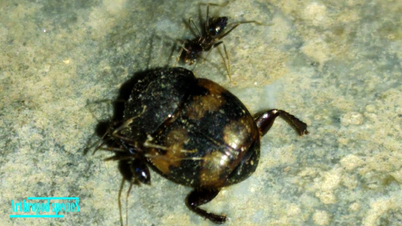 Ants Predator Mode - Prey : Dung Beetles | When the Dung Beetles are ...