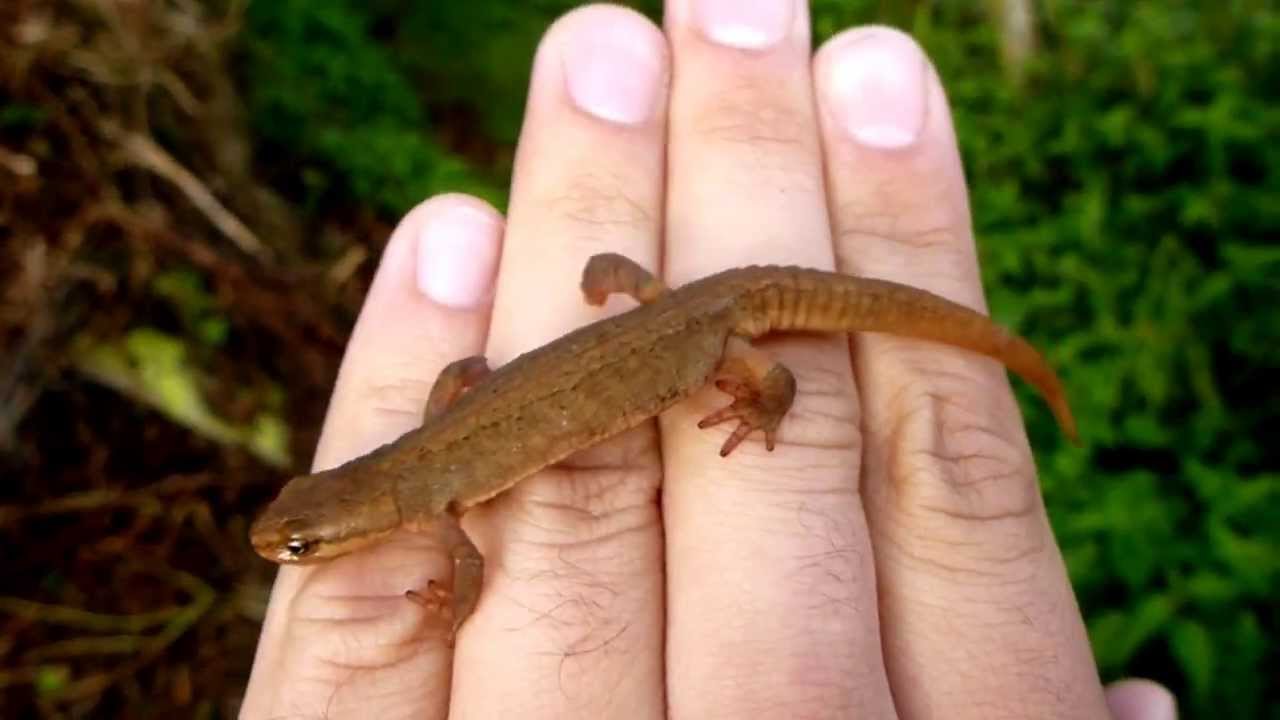 Female SMOOTH NEWT (COMMON NEWT) (Lissotriton vulgaris) at Piccotts End ...