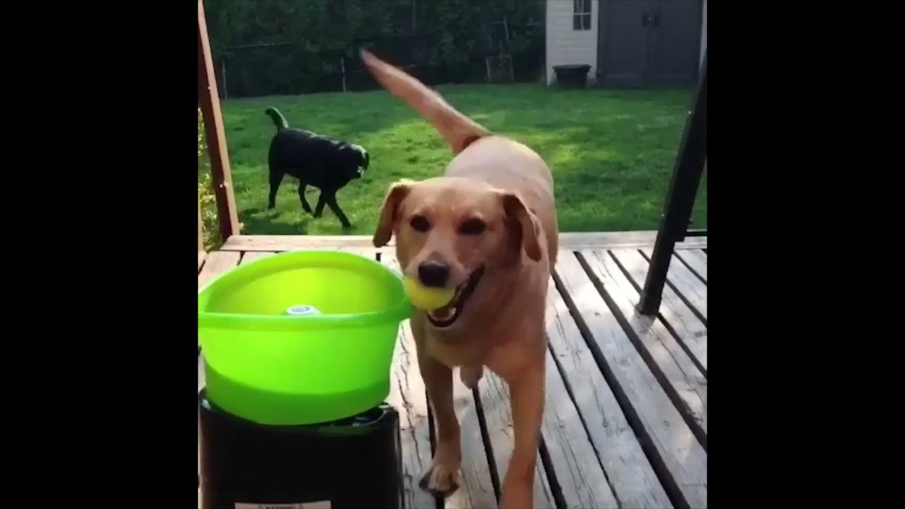 Dogs Playing Video Compilation - YouTube