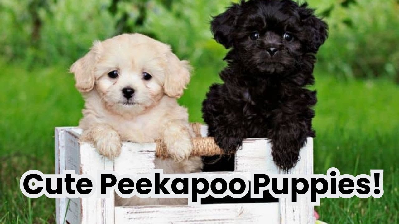Know These Cute Peekapoo Puppies! - YouTube