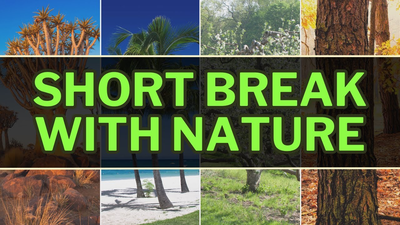 Nature Sounds for a Quick Relaxation 🌳 Forest and Tree Ambience - YouTube