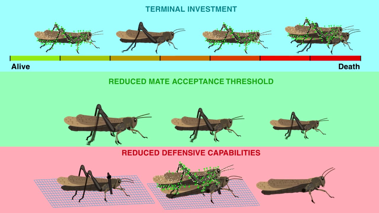 Video Abstract: Male-male mounting behaviour in fungus-infected locusts ...