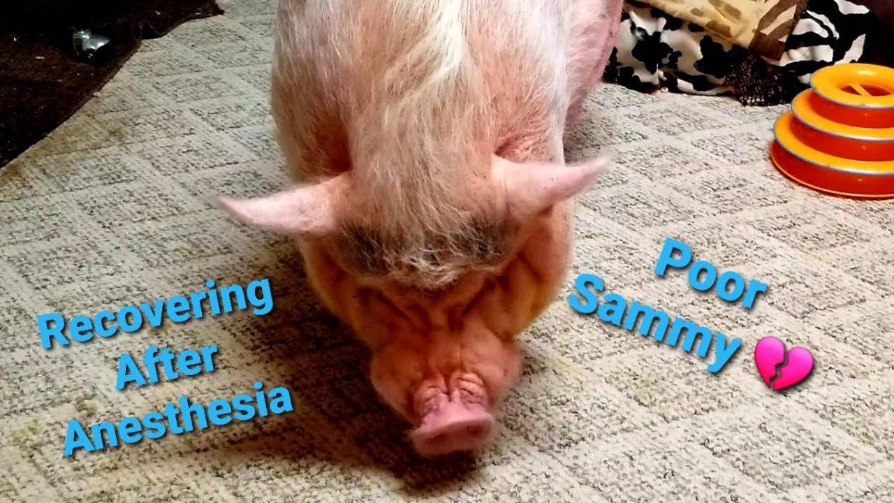 Sammy The Mini Pig Doing Well After Abscess Draining & Anesthesia - YouTube