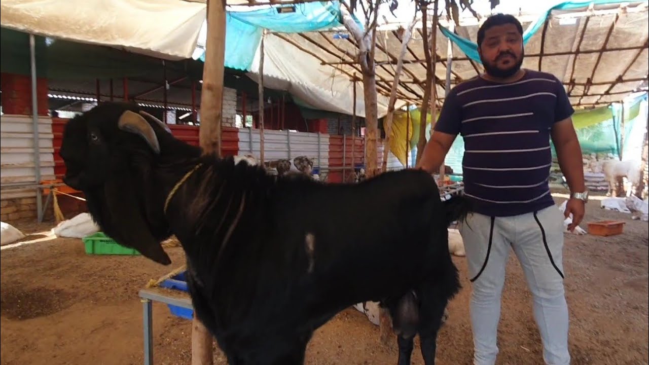 Motivational Story Of ARM Goat Farm | 300 Goats In 3 Months. - YouTube