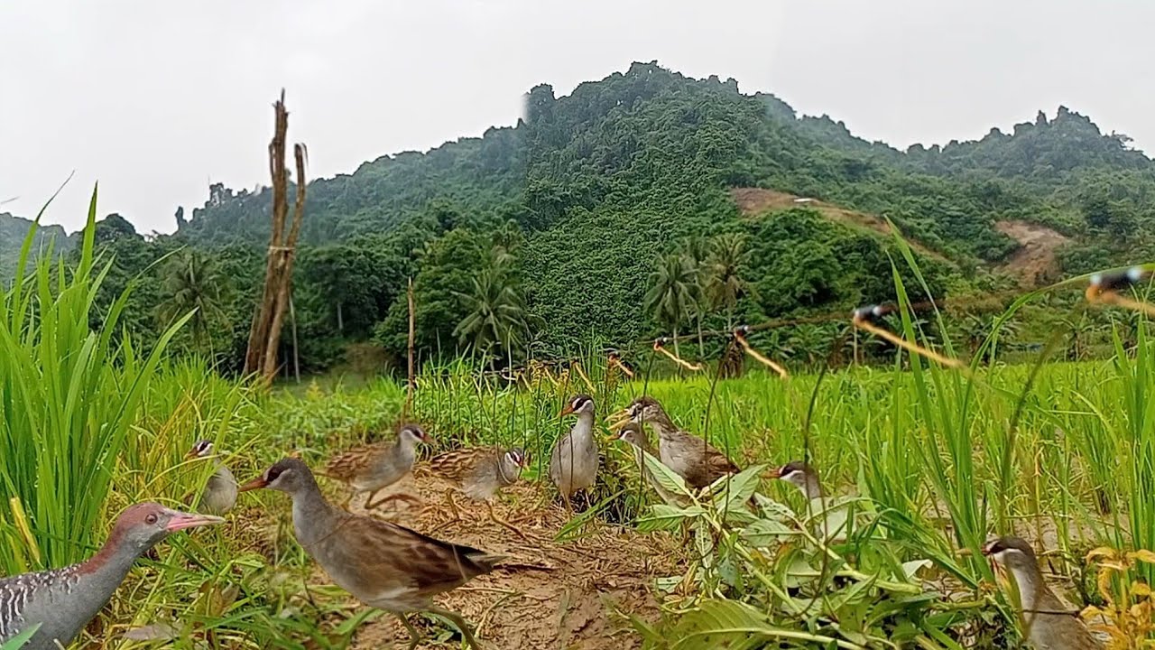 JERAT BURUNG TIKUSAN DAN SINTAR LADANG DI BAWAH GUNUNG KEMBAR - YouTube