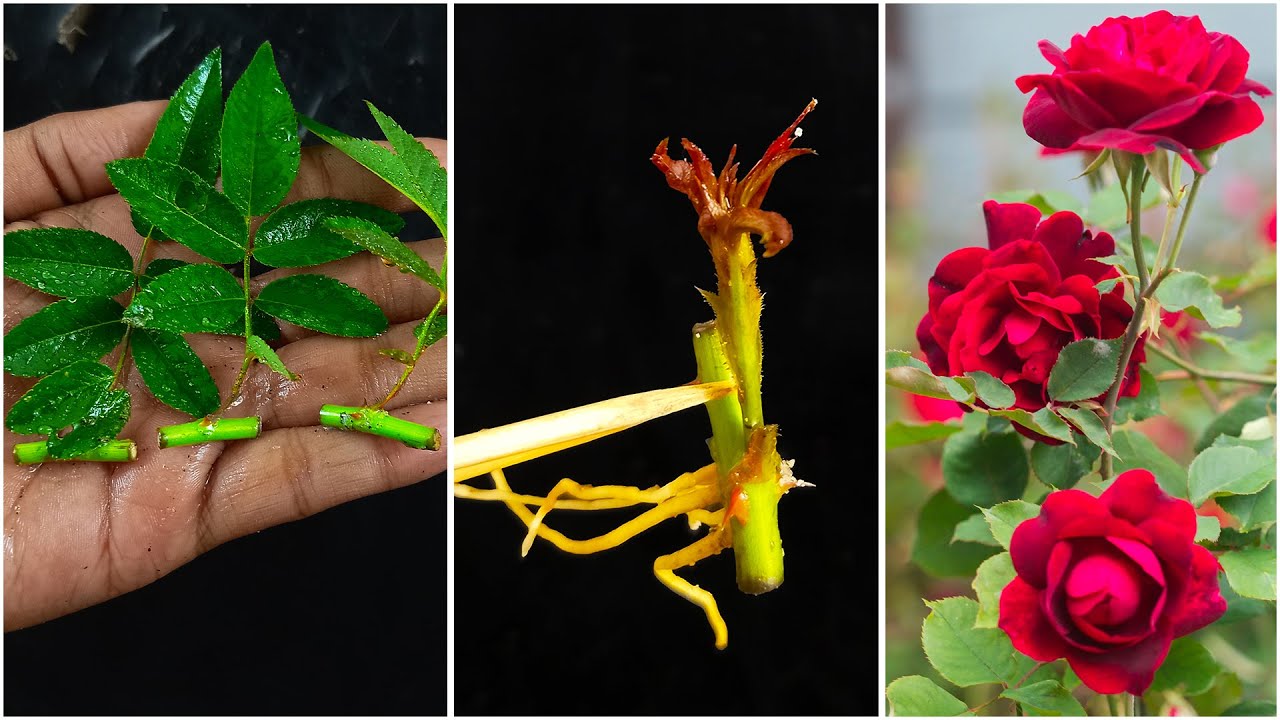 Propagate rose from cuttings very fast with onions | How to grow rose ...
