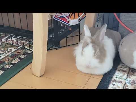 この動画はあなたが眠るのに役立ちます! #眠り #mofu #bunny #rabbit #cute #star #かわいい #可愛い #ふわふわ #モフ #relaxing #sleep #気持ち 