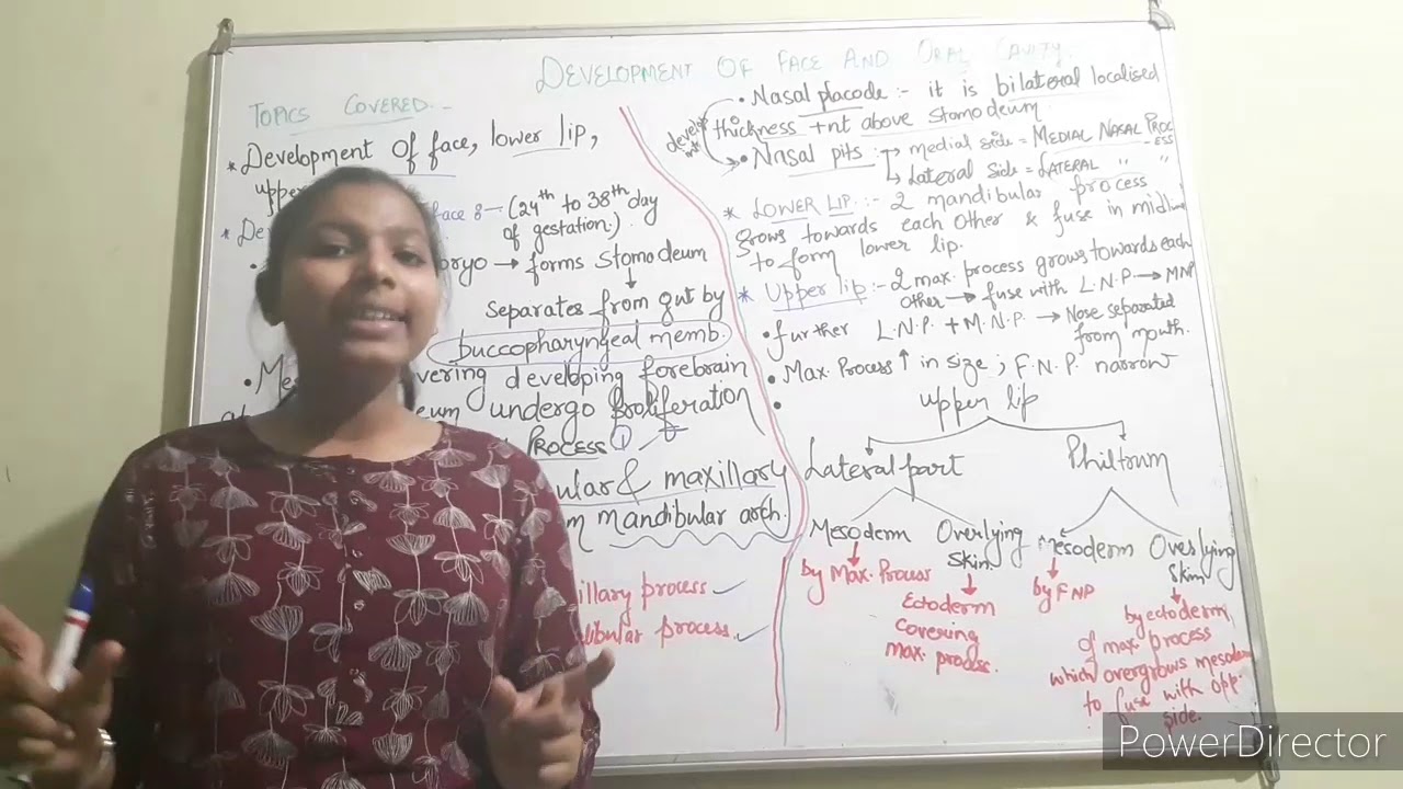 Development of Face and Oral Cavity..Part 4 #Dental anatomy - YouTube