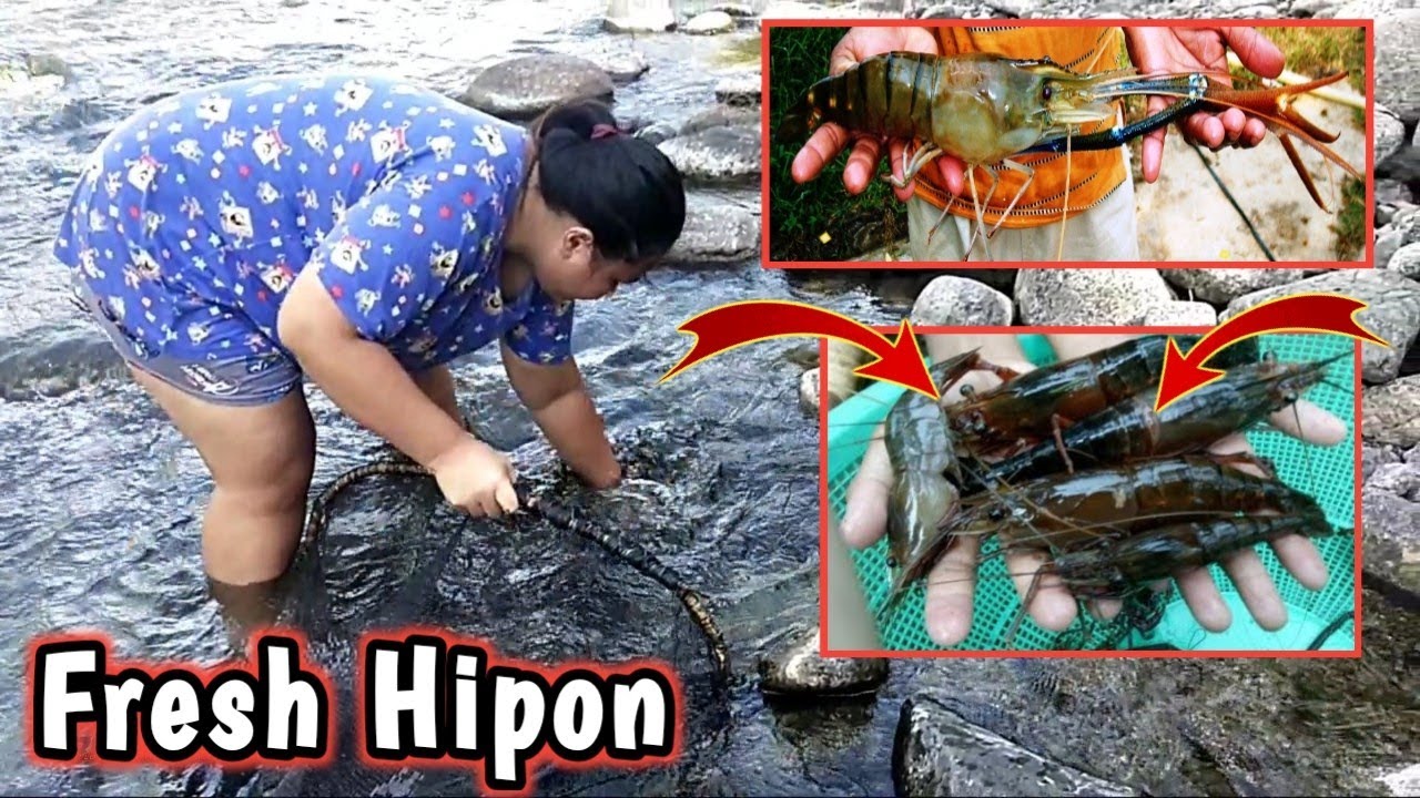 Crabs at Hipon sa ilog - YouTube
