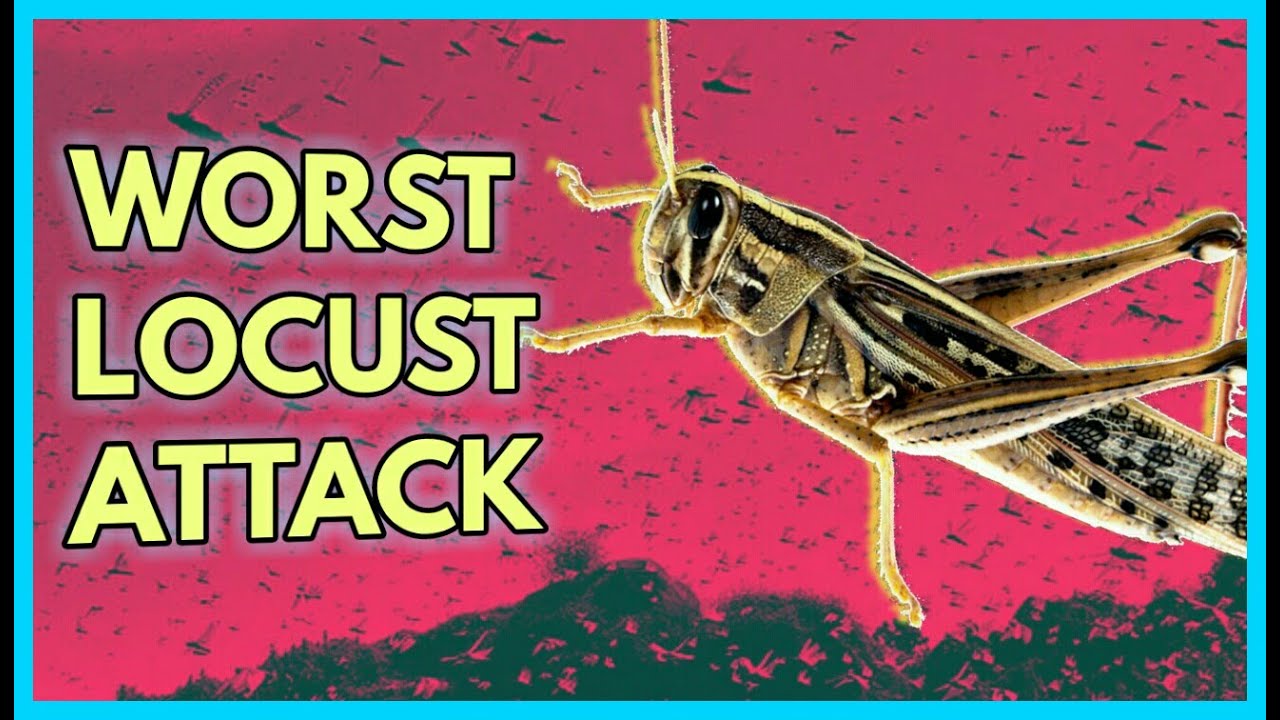 The Story of Worst Locust Attack in India | Tiddi Dal Attack 🌿👹 - YouTube