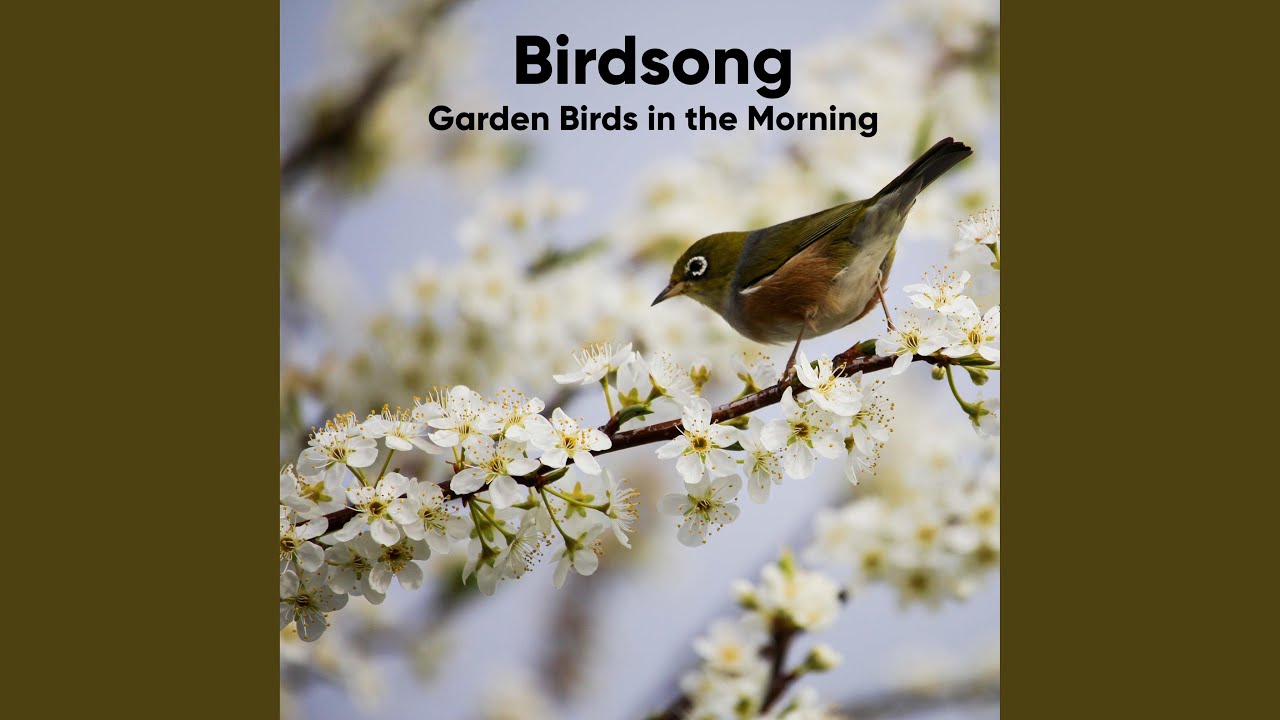 Garden Birds Singing the Dawn Chorus - YouTube