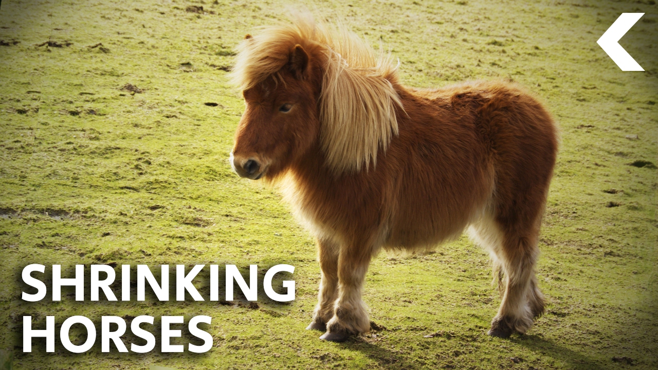 The Worldwide Phenomenon That's Shrinking Animals - YouTube
