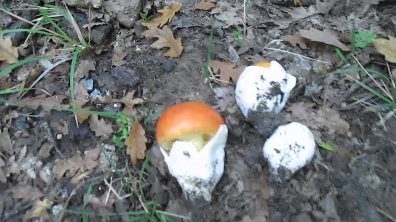 Porcini e Ovuli 3 Novembre 2013 - YouTube