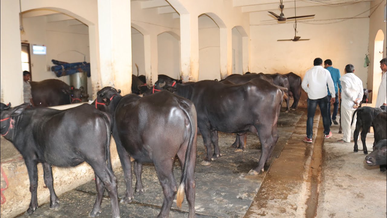 FOR SALE - 6 Milking & 3 Murrah heifer at Sansaniwal Dairy Farm - YouTube