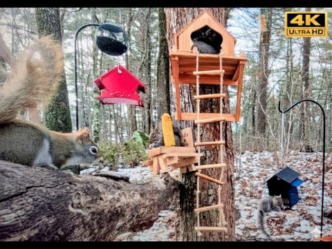 Squirrel Takeover Pet TV! (Jan 9) **NO ADS!** - YouTube