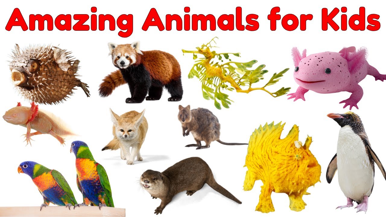 Interesting Animals Vocabulary for Kids | Amazing Animals for Kids ...