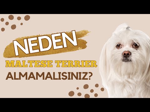 MALTESE TERRIER: ALIRKEN BİR DAHA DÜŞÜNÜN! #pets #veteriner #köpek