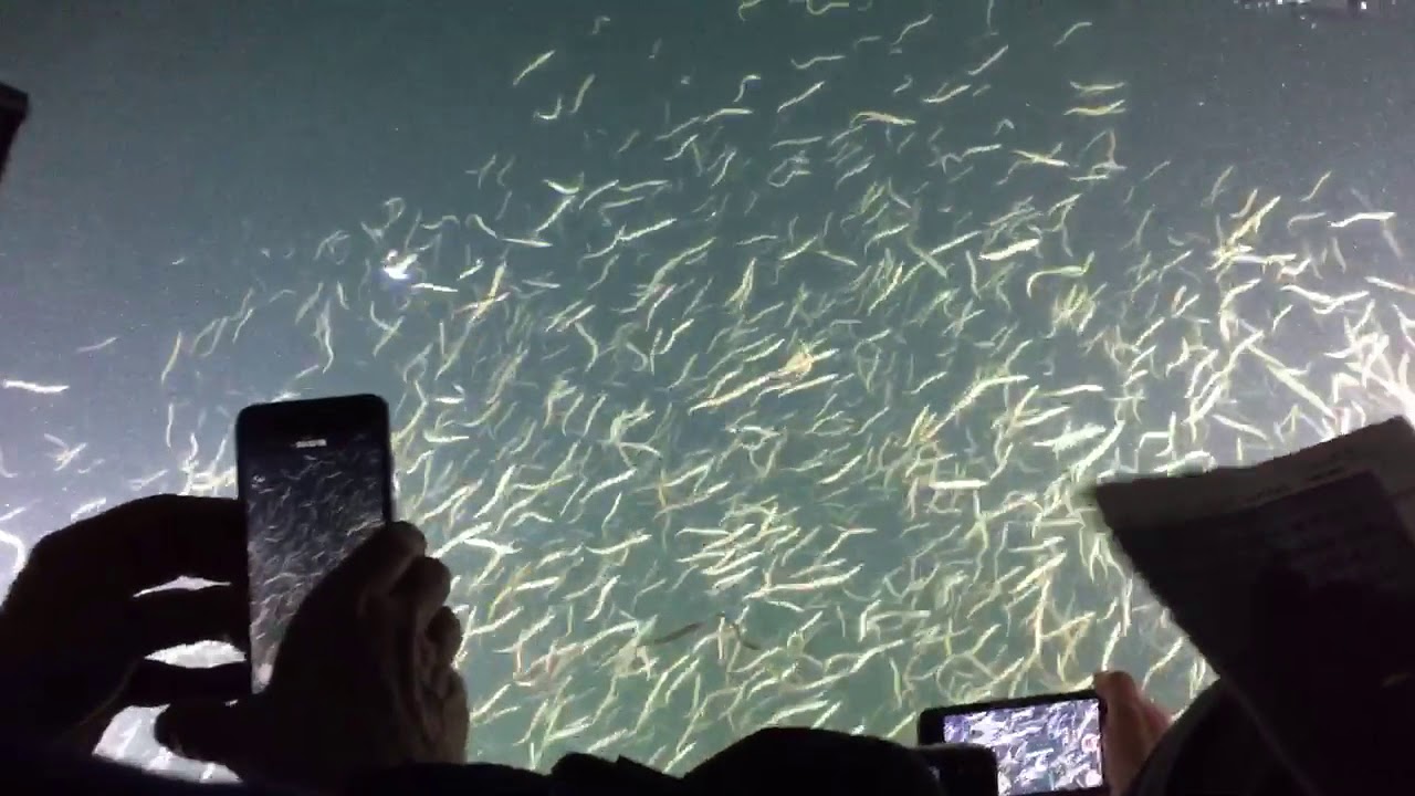 Pacific Sand Lance Observed from a Manned Submersible - YouTube