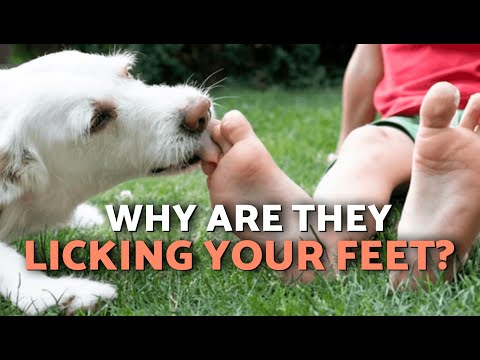 Does Your DOG LICK Your FEET a Lot? 🐶🦶This Is the Real Meaning! 😱