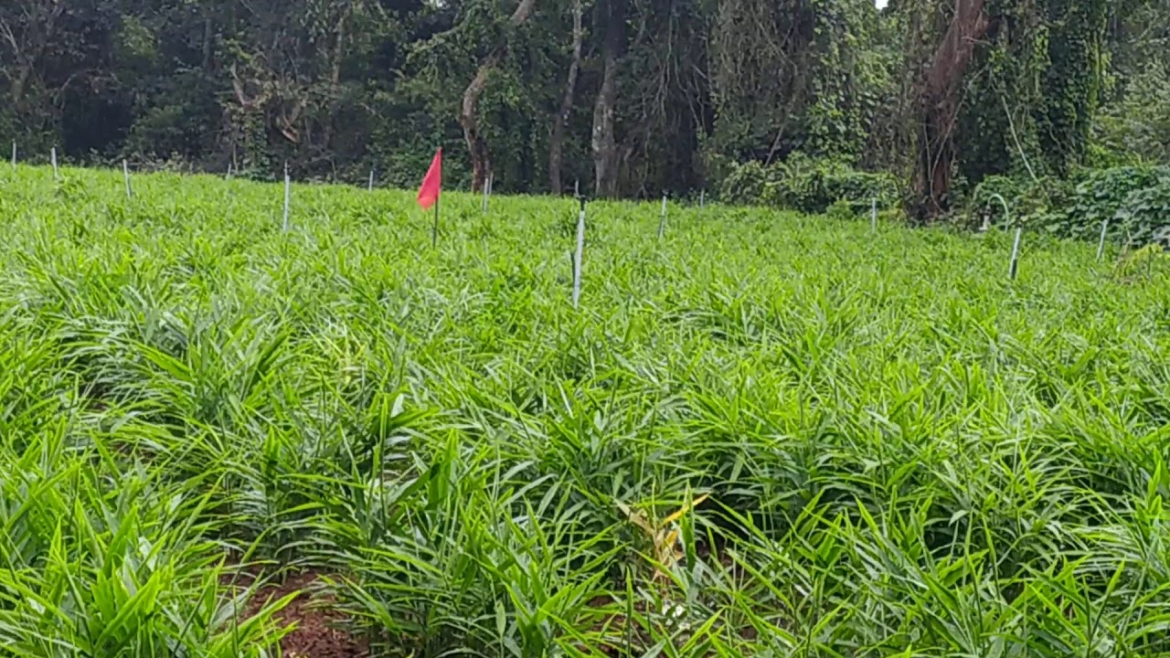 Organic Ginger agriculture in coorg - YouTube