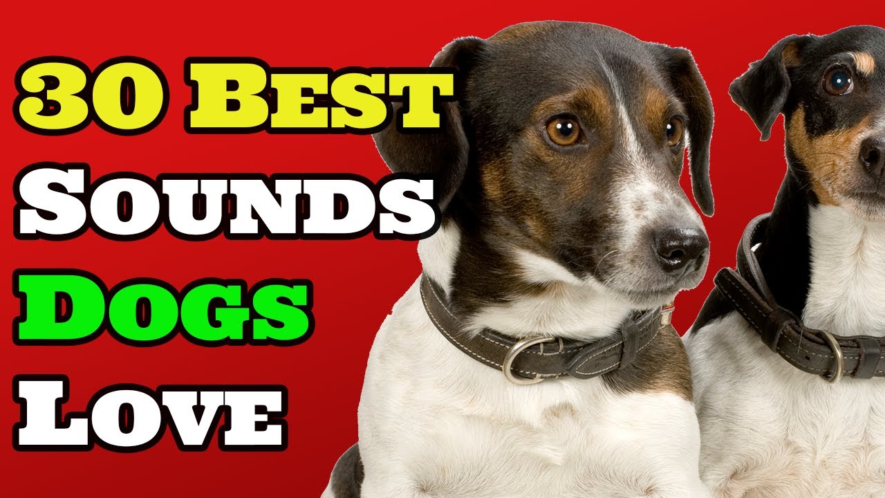 Sounds that attract dogs attention | 30 sounds dogs can hear| Sound dog ...