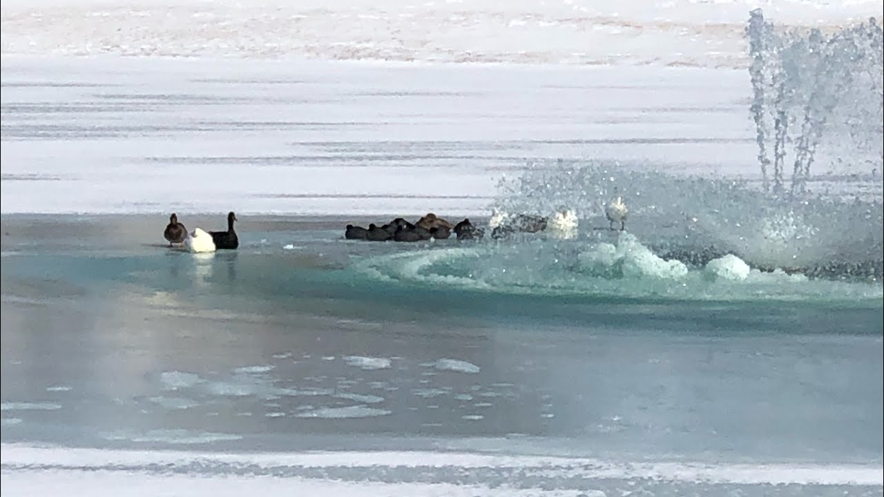 In Fort Worth, Texas During Snowpocalypse 2021 / The Ducks Are NOT ...