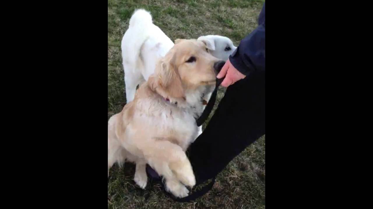Akita Puppy Dog and Golden Retriever 3_22_13 kumason.com - YouTube