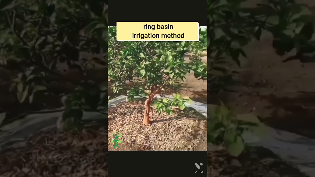 Ring basin irrigation system | How to give enough water to any plant ...