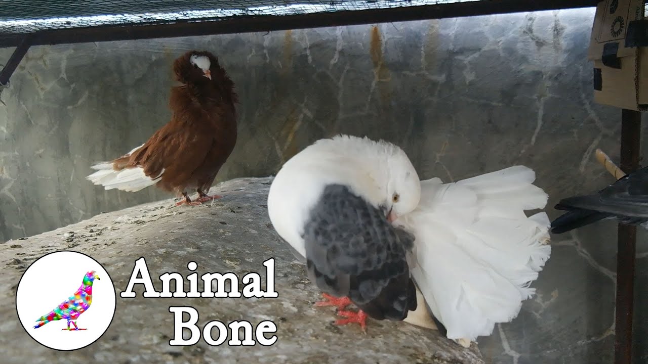 DOVE - PAVURALU | The Dodo, Pigeons - YouTube