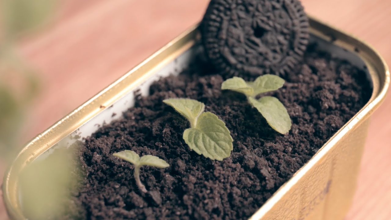 Oreo Potted Plants| Creative Dessert - YouTube