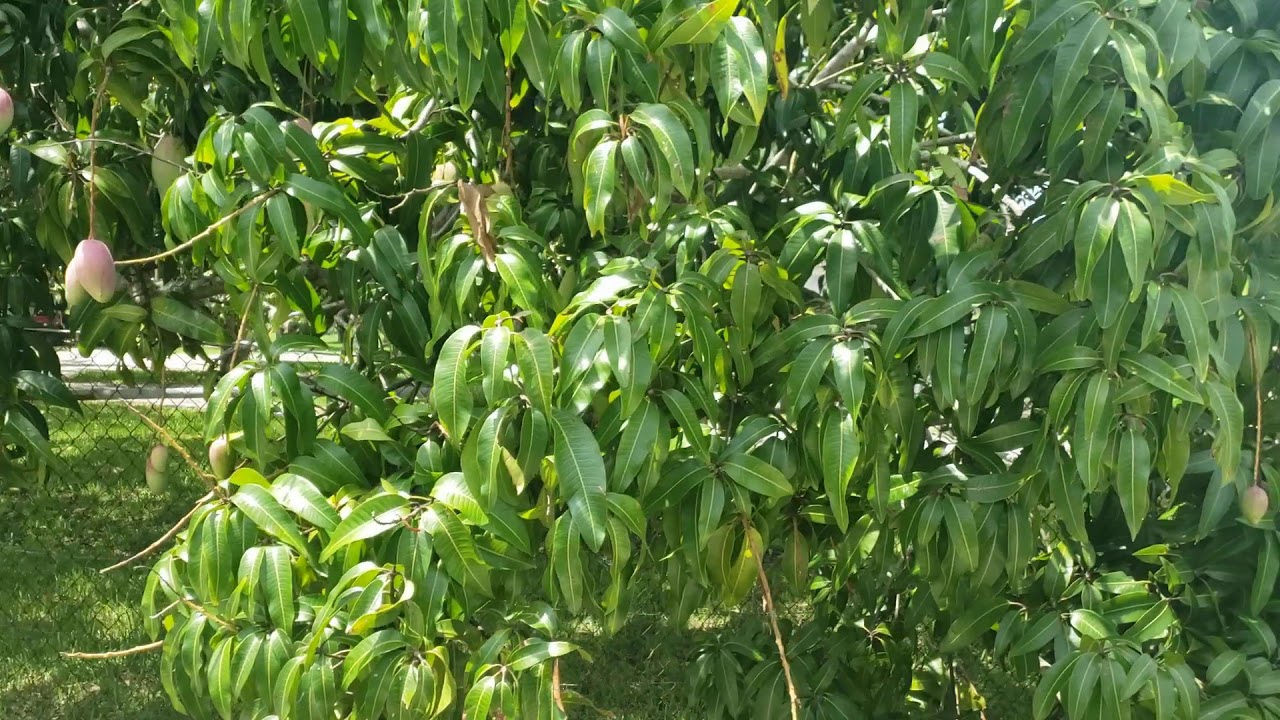 Hunting for mangos at pine island Florida - YouTube