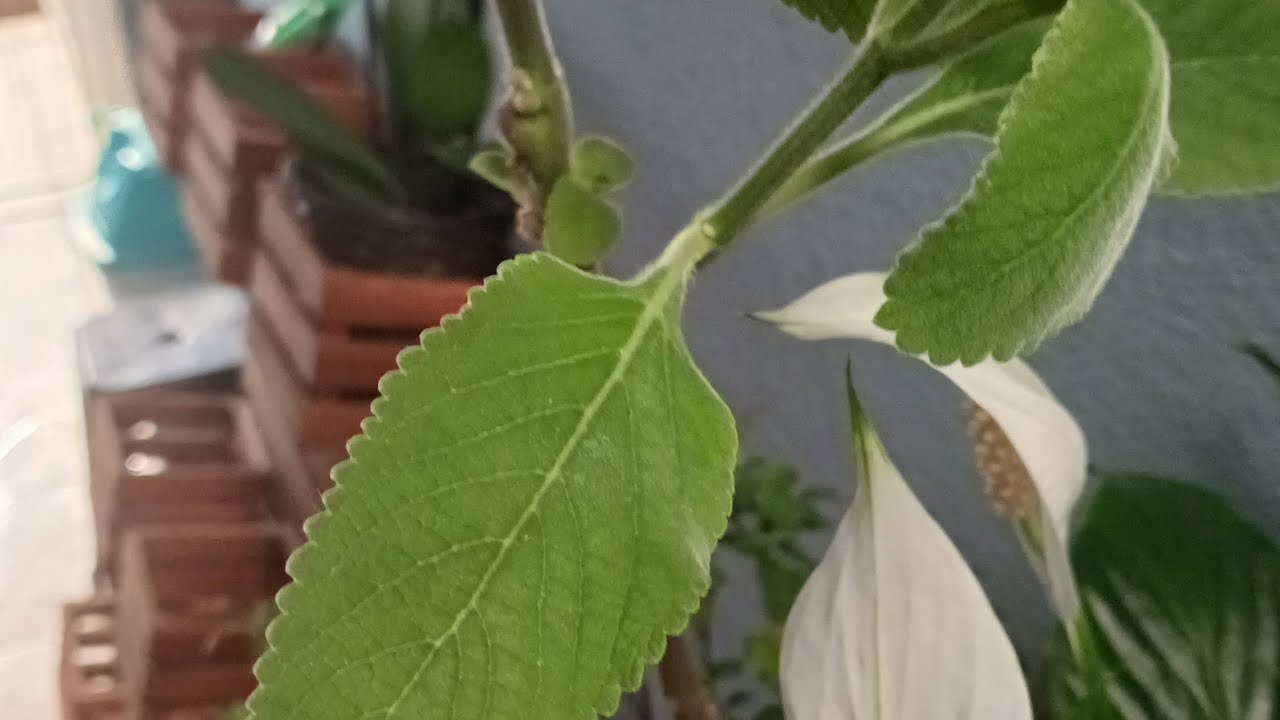 🌱🙏BANHO DE BOLDO (TAPETE DE OXALÁ)PARA PROTEÇÃO ESPIRITUAL E QUEBRA DE ...