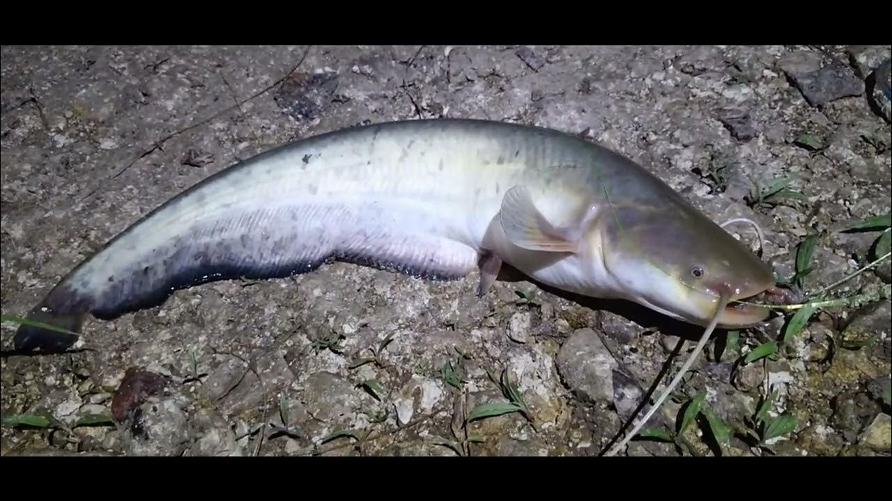 Ночная рыбалка на СОМА на реке Урал ловля белый рыбы ранним утром Youtube